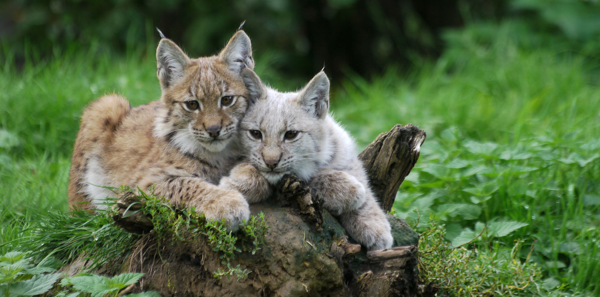 Startseite | Wildpark Ortenburg